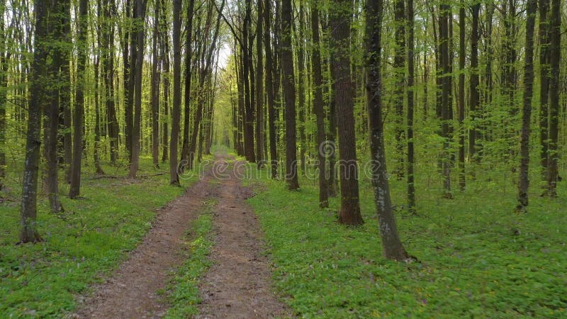 Slow Flight, Inside Green Spring Deciduous Forest. Stock Video - Video ...
