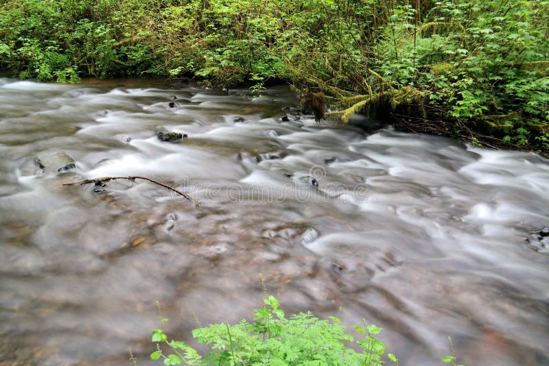 A slow flowing stream stock image. Image of trees, beauty - 43186617