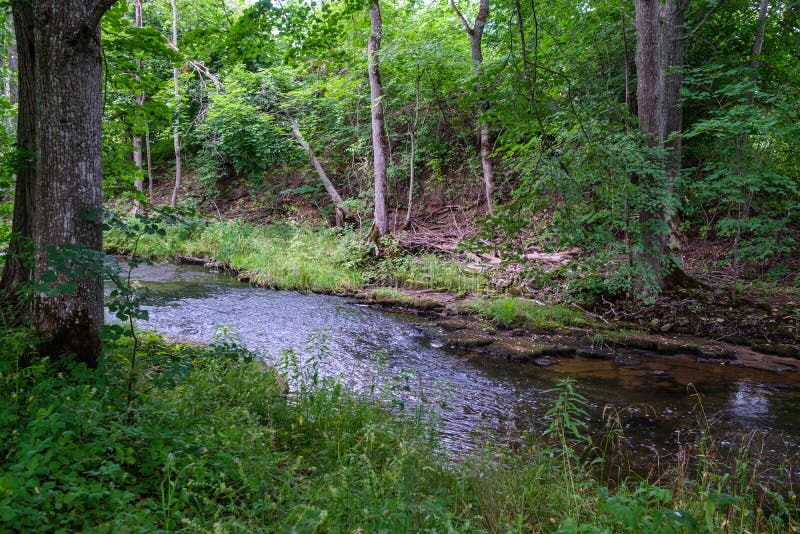 Slow Forest River in Summer Green Woods with Rocks in Stream Stock ...