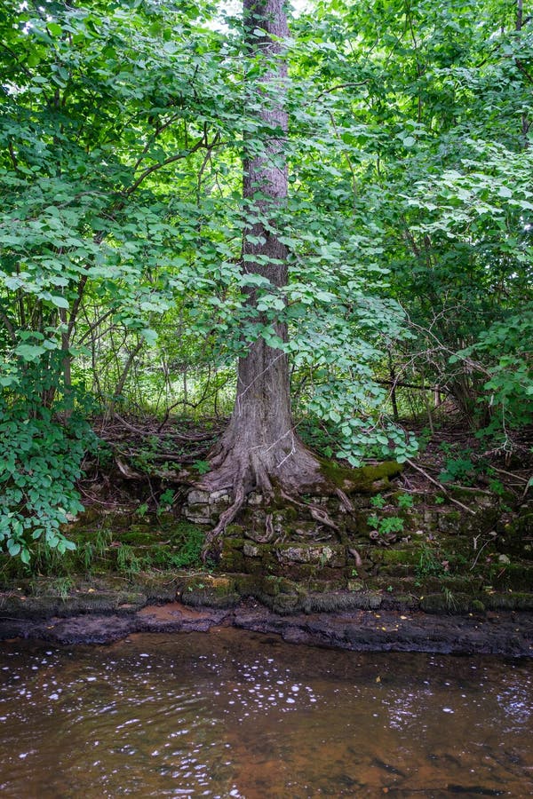 Slow Forest River in Summer Green Woods with Rocks in Stream Stock ...