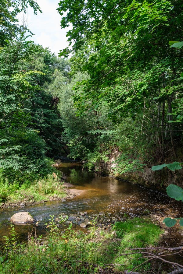 Slow Forest River in Summer Green Woods with Rocks in Stream Stock ...