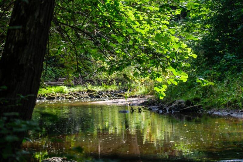 Slow Forest River in Summer Green Woods with Rocks in Stream Stock ...