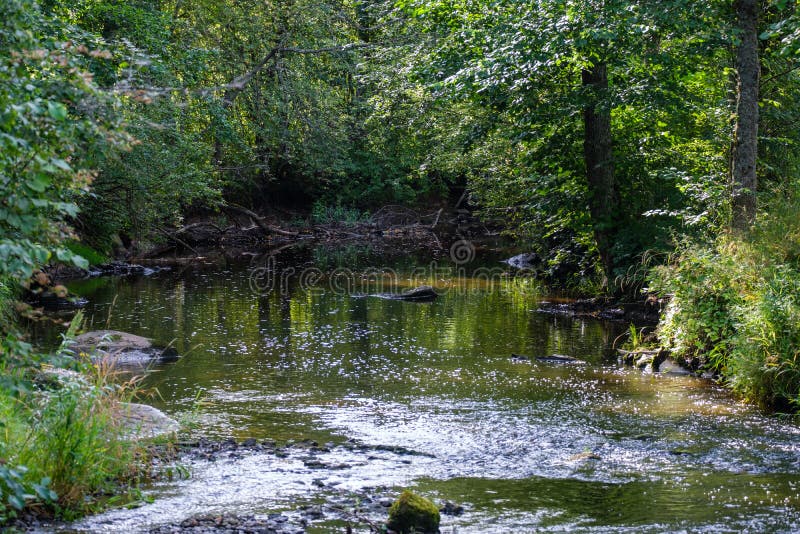 Slow Forest River in Summer Green Woods with Rocks in Stream Stock ...