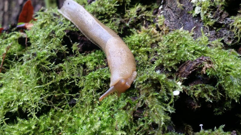 Slow going stock photo. Image of slug, closeup, macro - 96430680