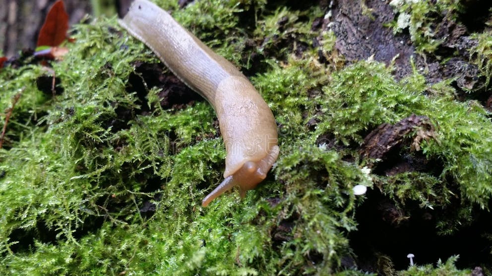 Slow going stock photo. Image of slug, closeup, macro - 96430680