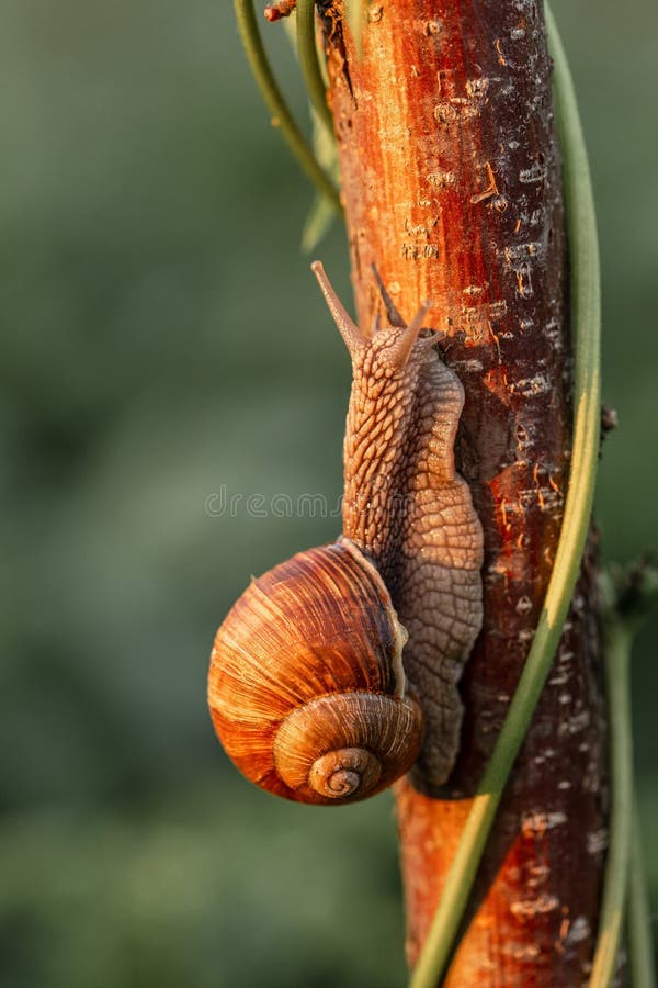 A Slow Grape Snail Crawls Up the Bark of a Tree Overgrown. Snails in ...