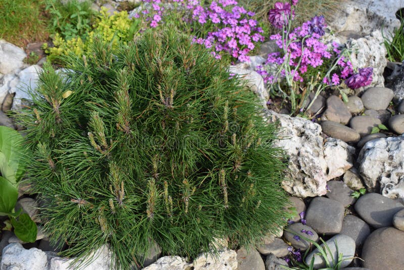 Slow Growing Conifer - Perennial Ornamental Plant for Landscape Design ... Slow Growing Conifer - Perennial Ornamental Plant for Landscape Design ...