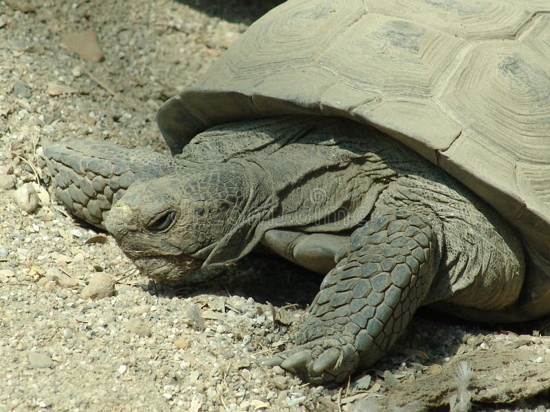 Slow Joe Picture. Image: 4206069