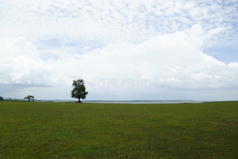 Slow life stock photo. Image of natural, flowers, blue - 82913448