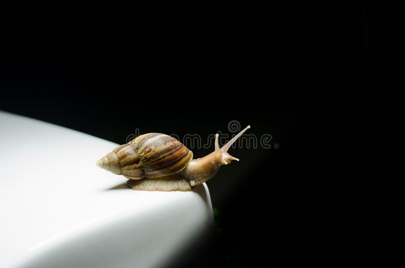 Slow life of snail. stock photo. Image of people, tropical - 65394720