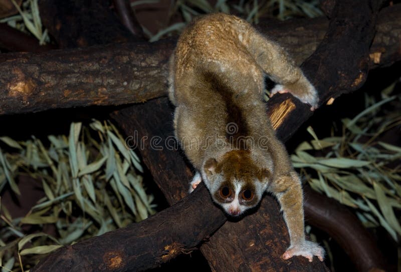 Slow loris monkey stock image. Image of postmark, monkey - 21767845