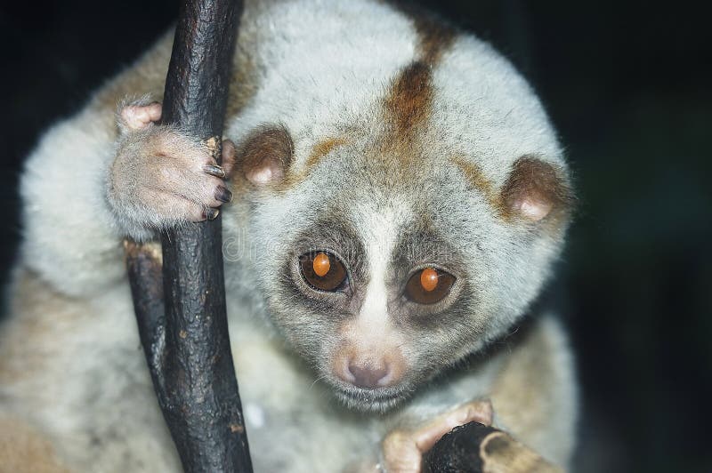 Slow loris stock image. Image of furry, primate, look - 25909587