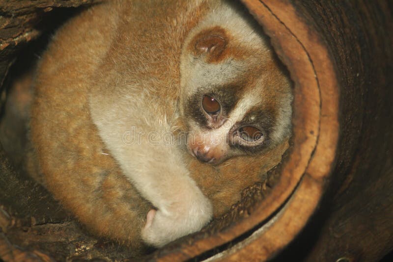 Slow loris monkey on tree stock image. Image of thai - 50233575
