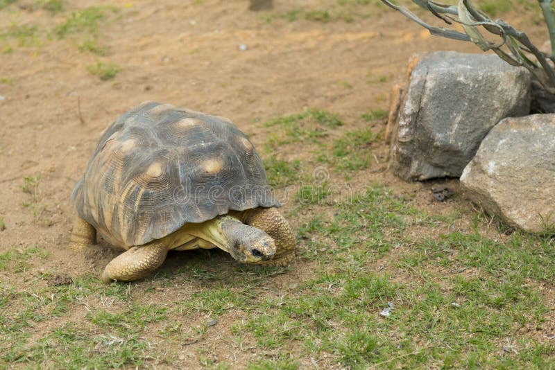 Slow Madagascar Turtle Walking on a Park Stock Image - Image of ...