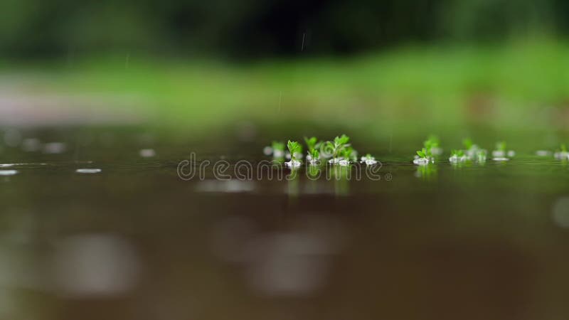 Slow-Mo Raindrops Splashing in Puddle Stock Footage - Video of change ...