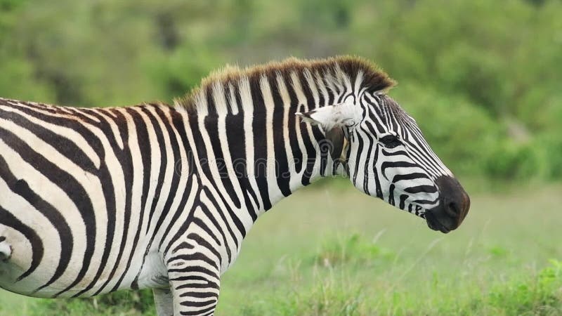 Slow Motion of Leopard Climbing a Tree, Amazing Maasai Mara African ...