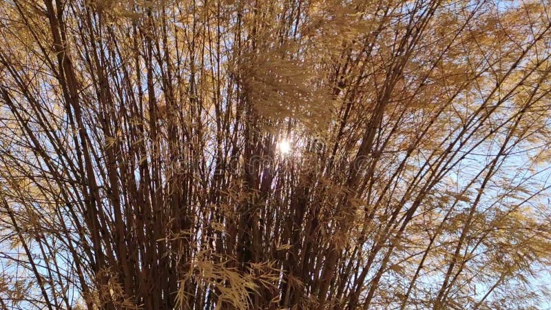 Slow Motion.Arid Bamboo Tree Blowing in Wind. Growing Bamboo in Garden ...
