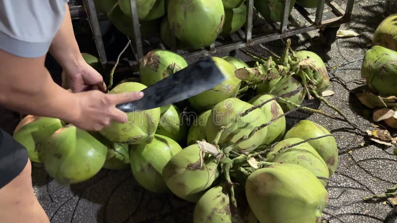 Slow Motion Asian Farmer is Picking Up Small and Short Coconuts Using ...