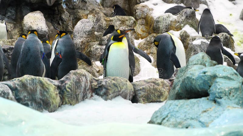 Slow Motion, Beautiful Penguins in Zoo Stock Footage - Video of aquatic ...
