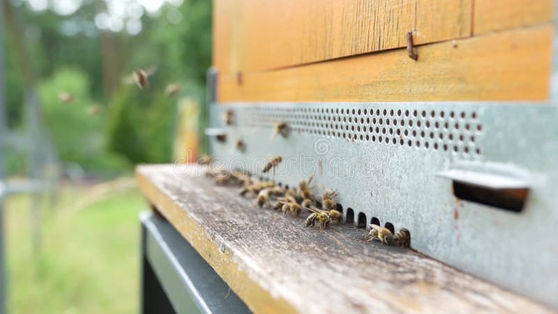 Slow Motion Beehives with Bees Stock Video - Video of farm, rural: 285037543