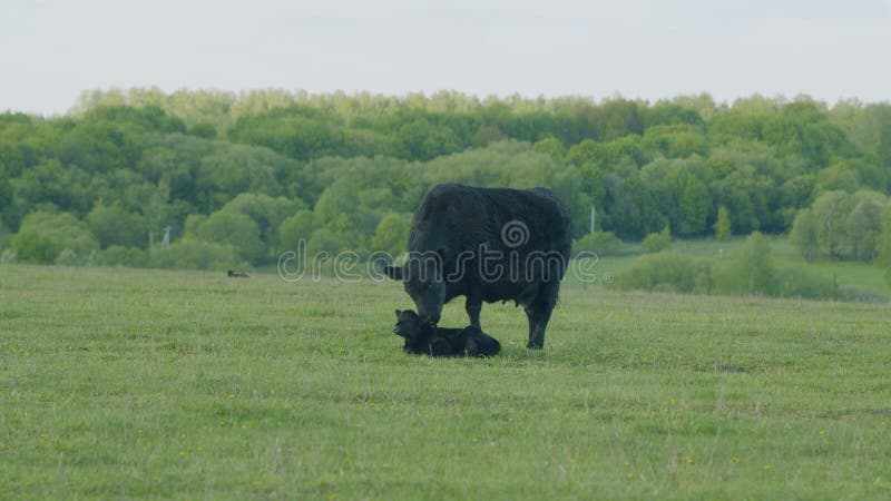 Black Angus Cattle Cows Grazing On Farmland Cows Grazing On A Green Summer Meadow Black Angus
