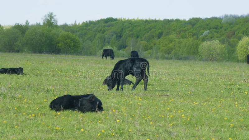 Black Angus Cow Farm Panorama Cows Grazing On Grass In A Field Herd Of Angus In A Green