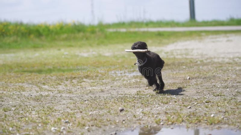 Slow Motion of Dog Running with Stick in Mouth Stock Video - Video of ...