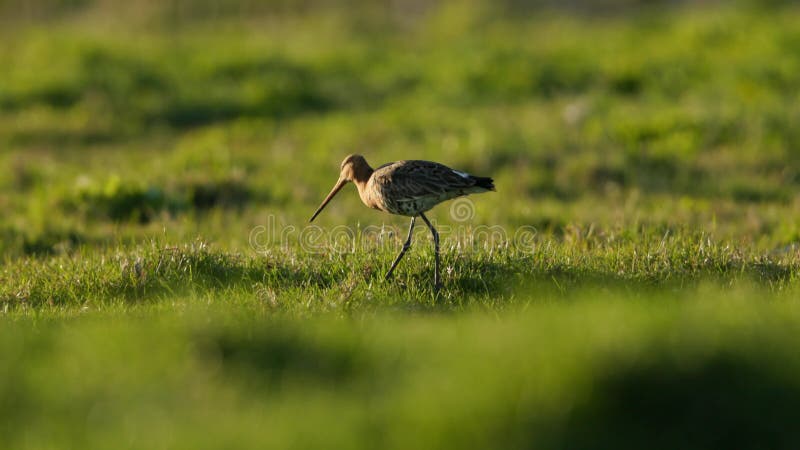 Slow-motion of a Black-tailed Godwit Bird Eating from Grass in a Sunny ...