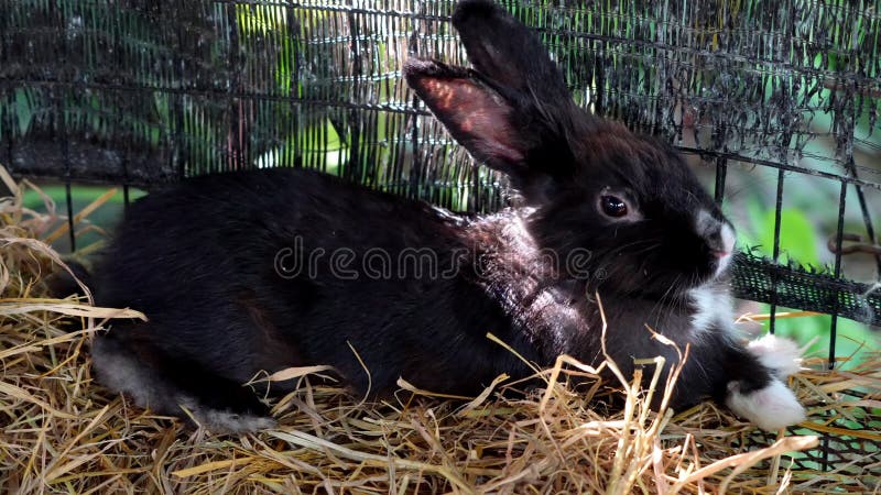 Cute Rabbit Sitting in Hay in a Cage Stock Footage - Video of slow ...