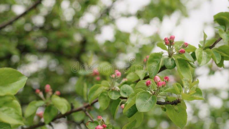 Slow Motion Blooming Apple Tree Closeup in Late Spring Stock Photo ...