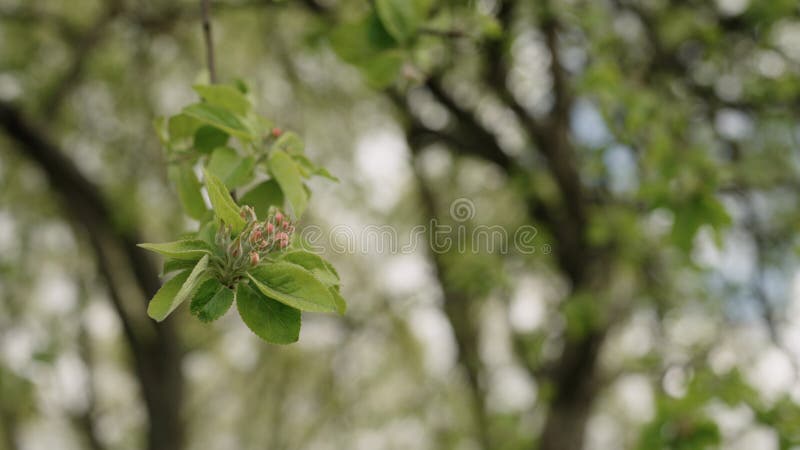 Slow Motion Blooming Apple Tree Closeup in Late Spring Stock Photo ...