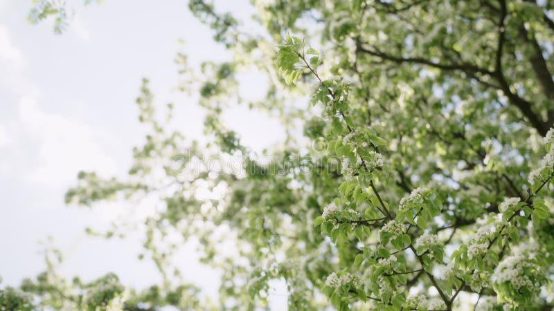 Slow Motion Blooming Apple Tree Closeup in Late Spring Stock Photo ...
