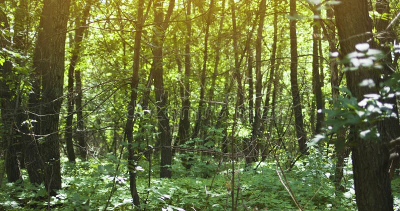 Slow Motion Camera Inside Deep Dense Forest on the Sunset. Stock Video ...