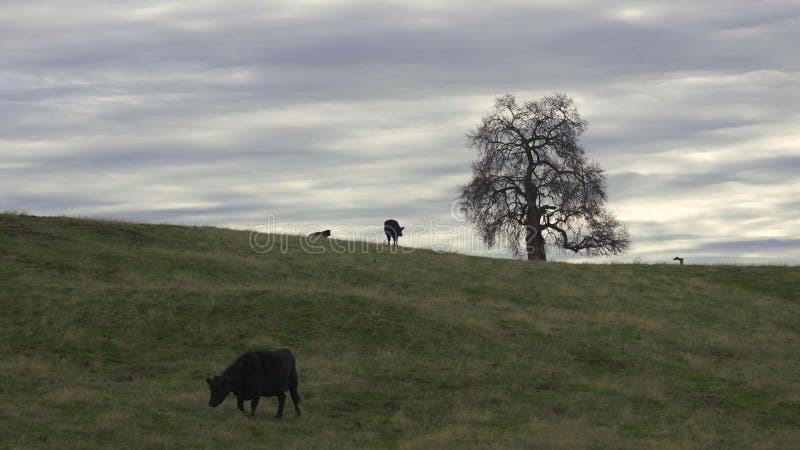 Slow-motion of Cattle Feeding in the Pasture with a Lonely Leafless ...