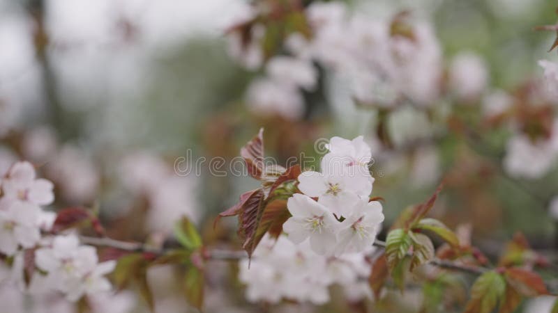 Slow Motion Cherry Blossom on a Cloudy Spring Day Stock Video - Video ...