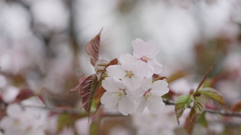 Slow Motion Cherry Blossom on a Cloudy Spring Day Stock Footage - Video ...