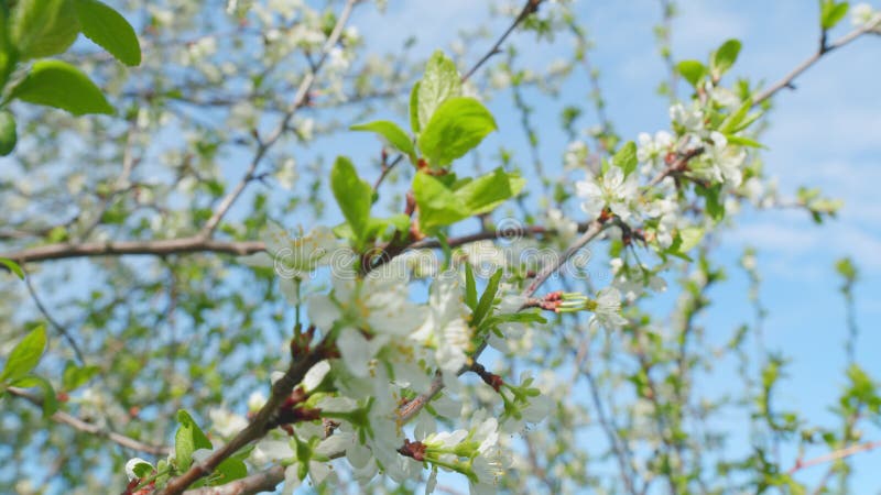 Cherry Blossoms Swaying in the Wind. Branches of a Sweet Cherry Tree ...