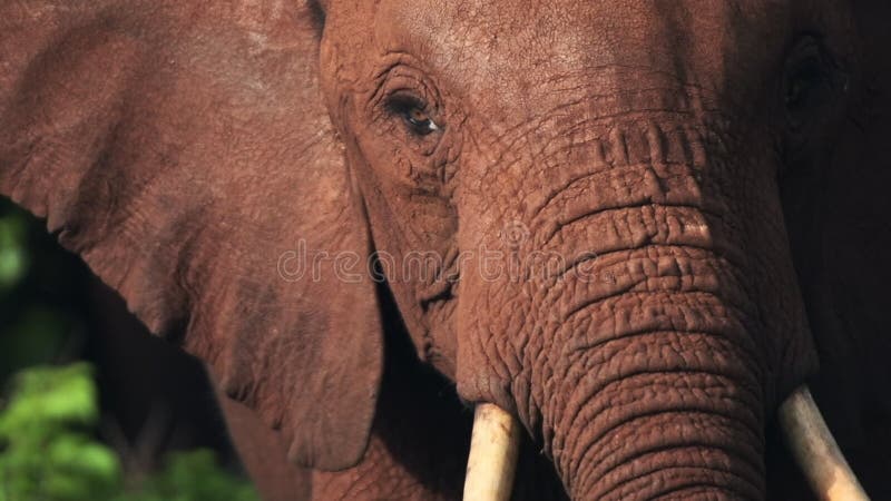 Slow Motion Close Up of African Elephant Stock Footage - Video of ...