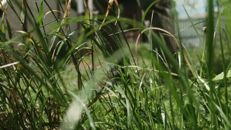 Slow Motion Close-up of Trimming Grass with Electric String Trimmer ...