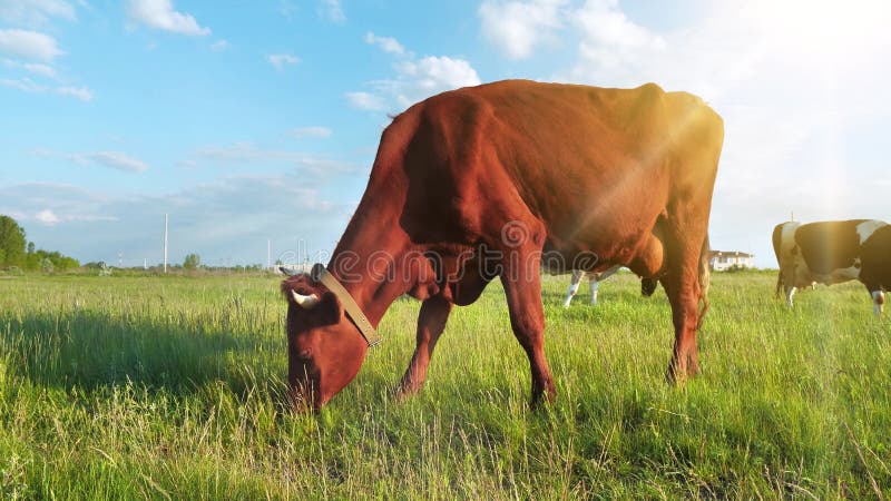 Slow Motion Cow on the Meadow Stock Video - Video of field, milker ...