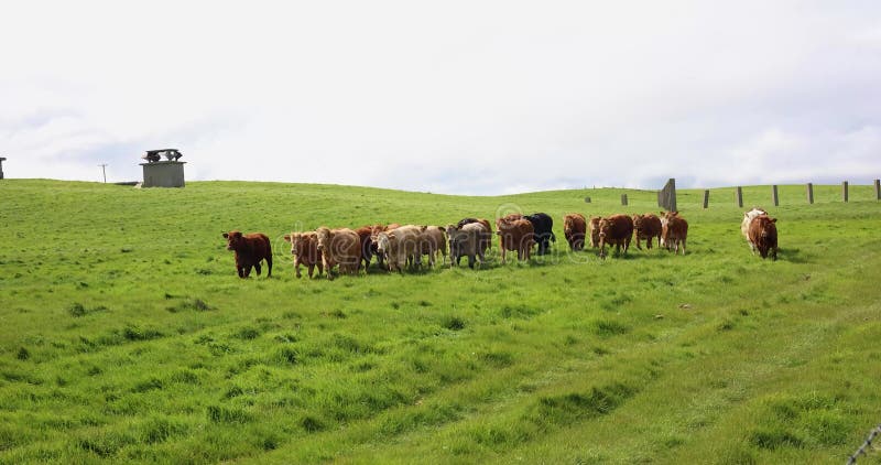 Slow Motion of Cows Running in a Field in Bempton Cliffs, Yorkshire ...