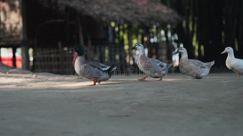 Slow-motion of Cute Ducks Flock Walking in a Rural Area with Blur ...