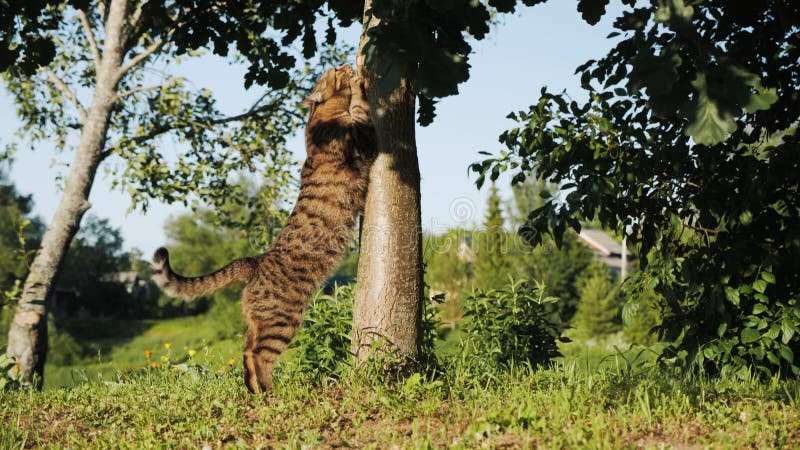 Cute Playful Tabby Ginger Gray Cat Scratching and Sharpening Claws on ...
