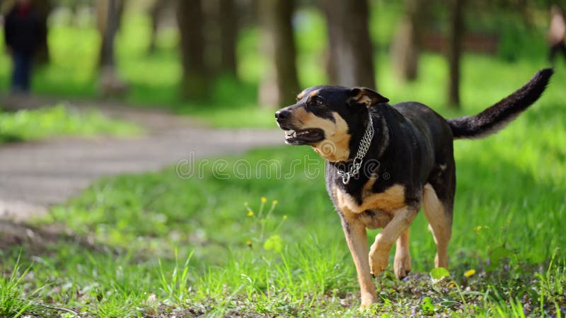 Slow Motion of a Dog are Running Towards the Camera in a Green Park ...