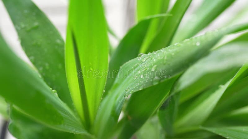 Slow Motion Falling Raindrops on Leaves of Tropical Plants Stock Video ...