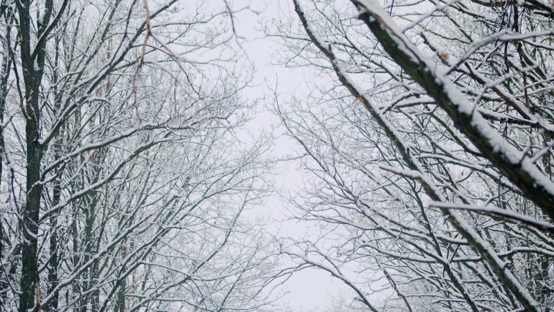 Slow Motion of Falling Snow, Oak Trees Background in Winter. Stock ...