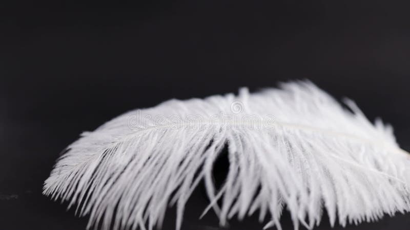 Slow Motion Feather Background. Macro. Close Up. White Fluff in Black ...