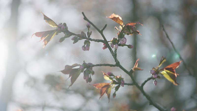 Slow Motion First Sakura Buds in Early Spring Stock Video - Video of ...
