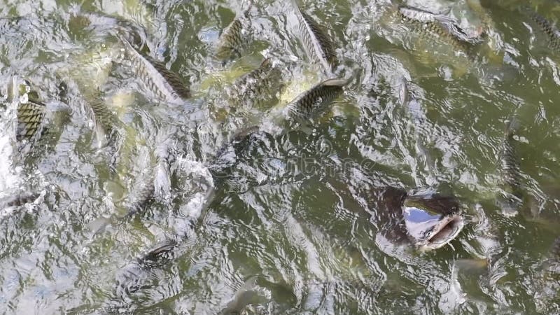 Slow Motion of Fish in the Water Stock Video - Video of river, fish ...