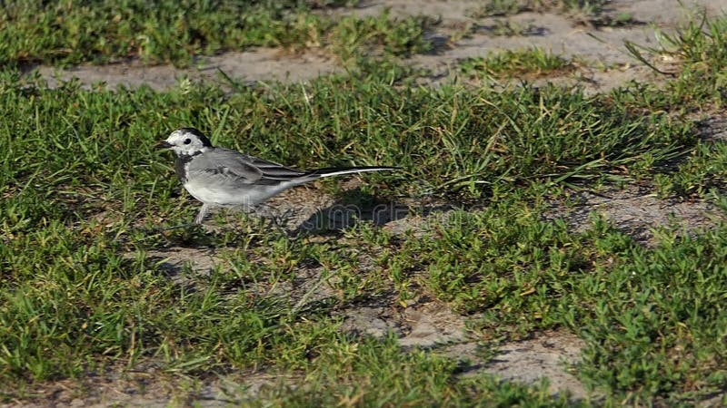 Slow Motion - Funny Run of Small Grey Bird on the Ground. Stock Video ...